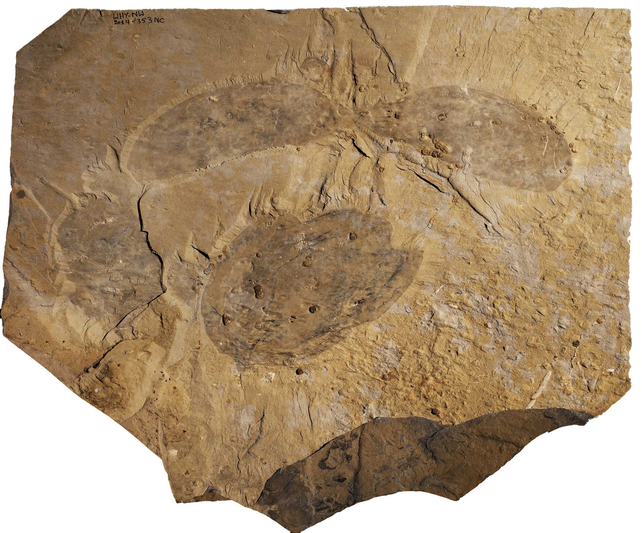 “Absolutely Mind-Boggling” Massive New Animal Species Discovered in 500 ...