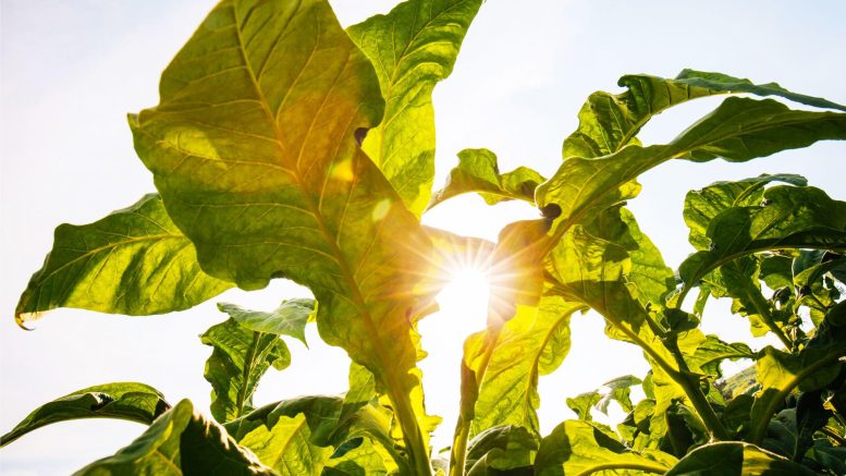 Photosynthesis News - SciTechDaily