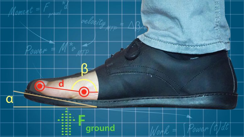 New Insights Into Human Evolution: The Unique Role of Our Foot’s Spring ...