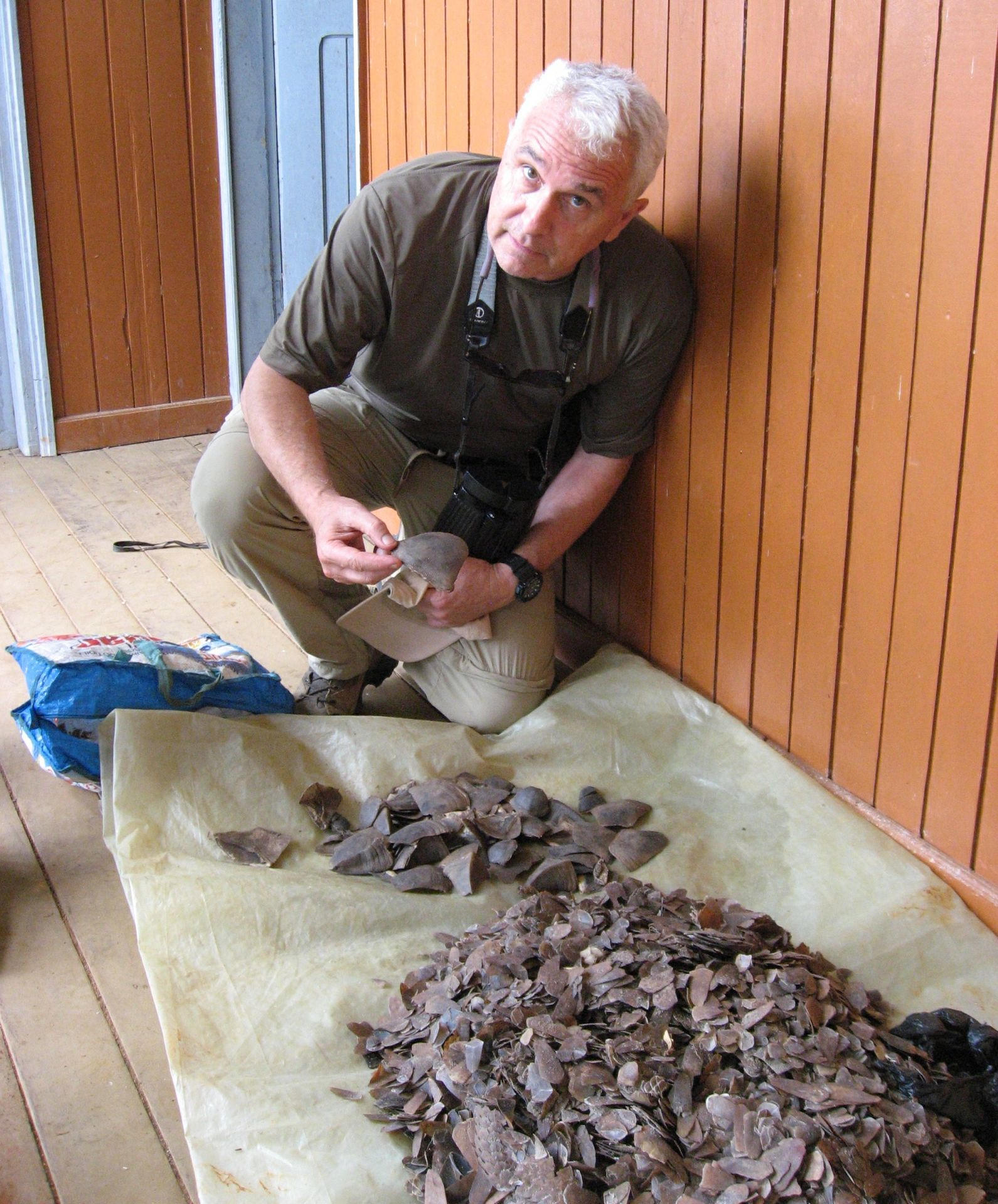 A “Scientific Surprise” – White-Bellied Pangolins Have Second-Most ...