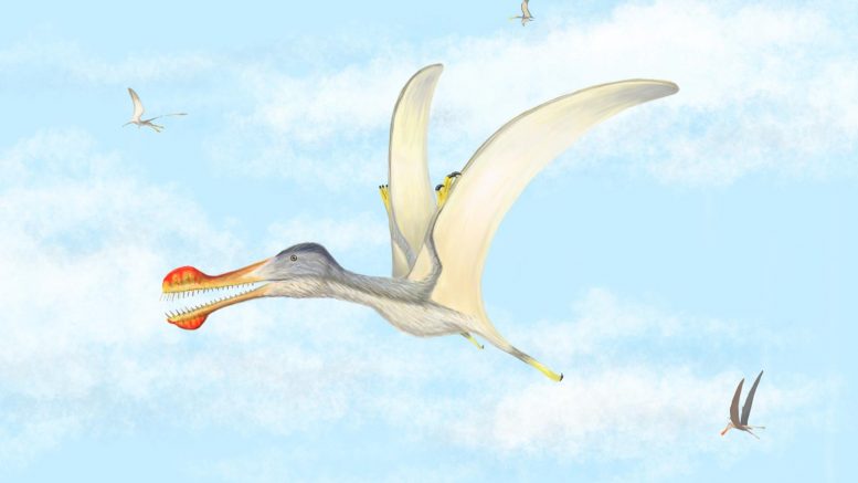 “Unlike Anything Seen Before” – Gigantic Flying Pterosaurs Had Spoked ...