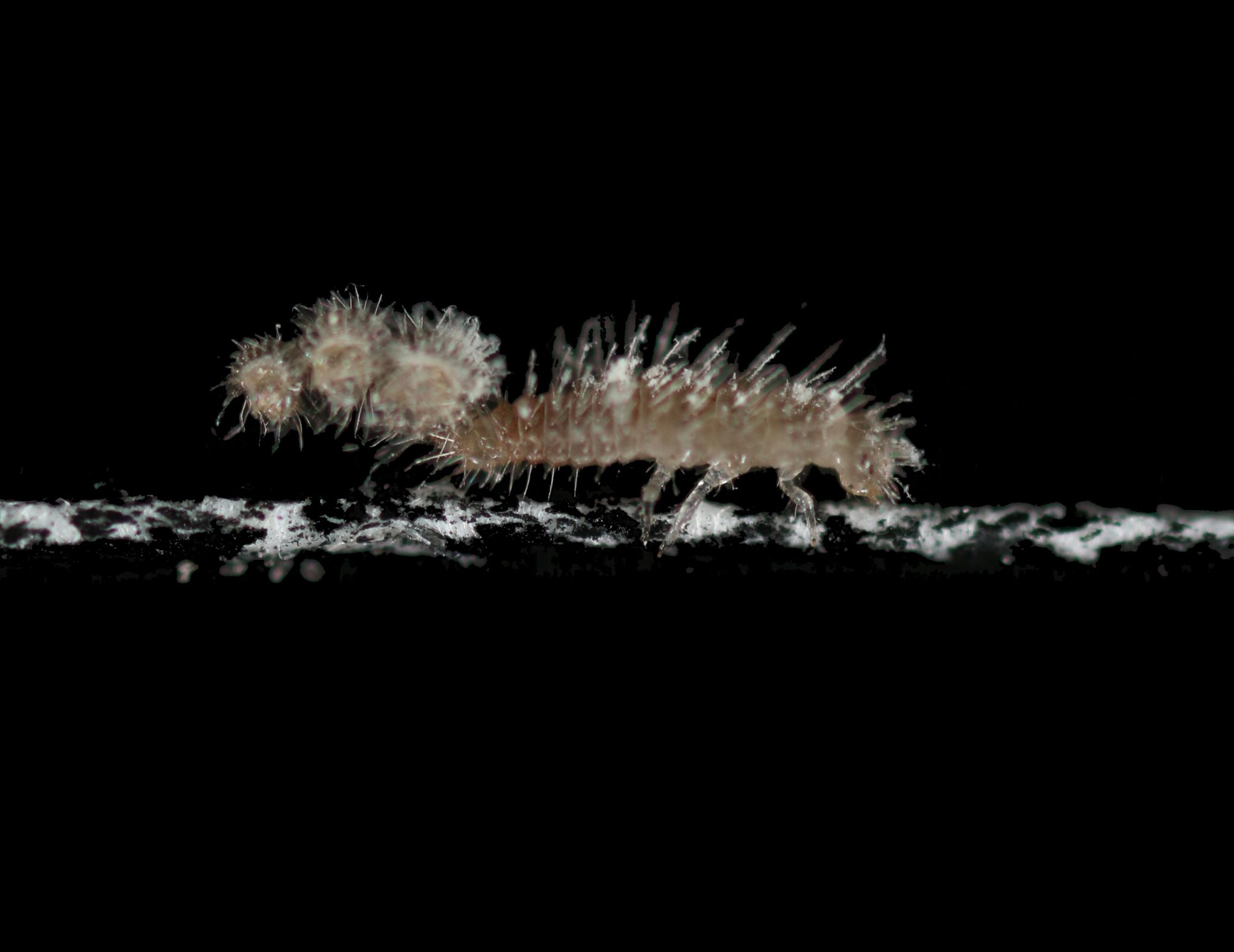 Peculiar Behavior of the Beetle Toramus Larvae – How and Why Do They ...