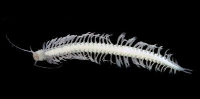 Mysterious Venomous Crustaceans From Mayan Underwater Caves Could Treat ...