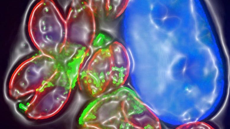 Turning Cells Into “Zombies”: Scientists Identify the Secret That ...