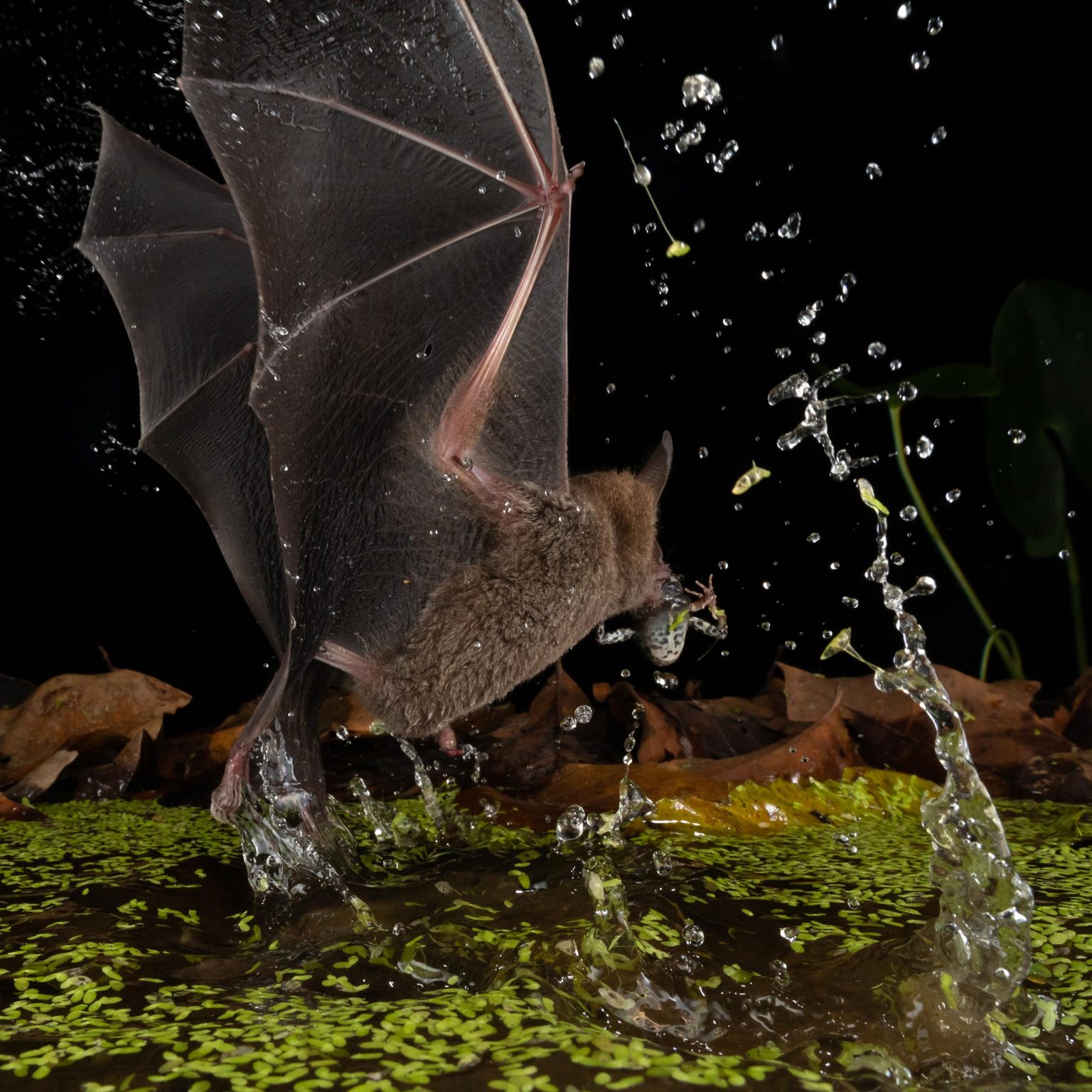 Meet the Tiny Bat That Hunts Like a Lion