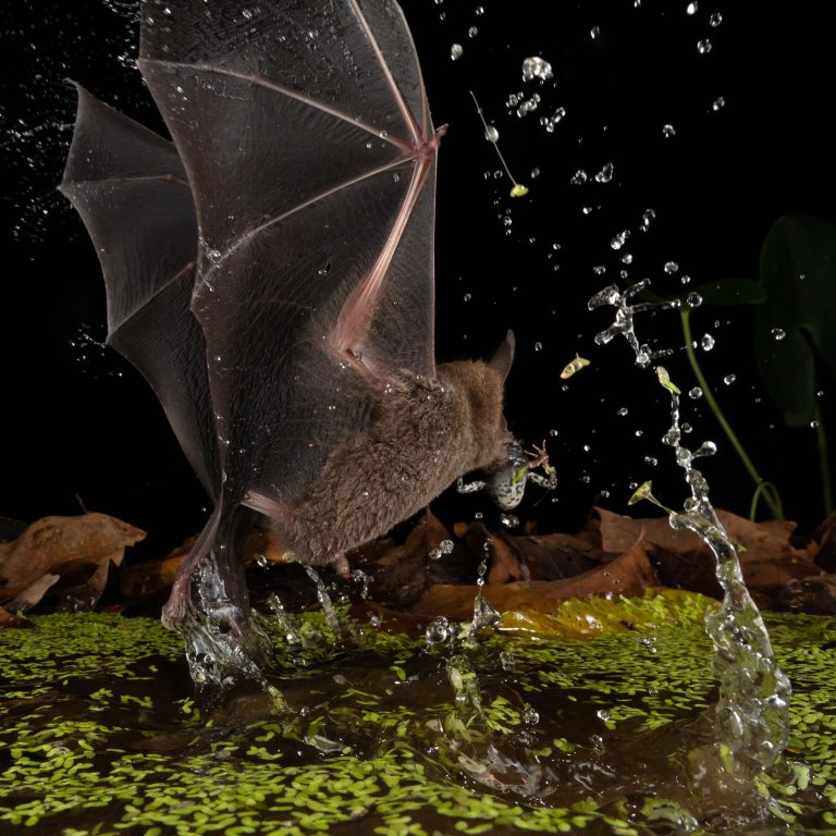 Meet the Tiny Bat That Hunts Like a Lion