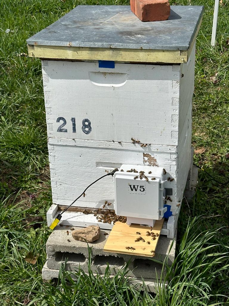 Tiny QR Codes Reveal the Secret Journeys of Honeybees