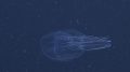 Stunning Diversity of Comb Jellies Revealed Through Genetic Probes