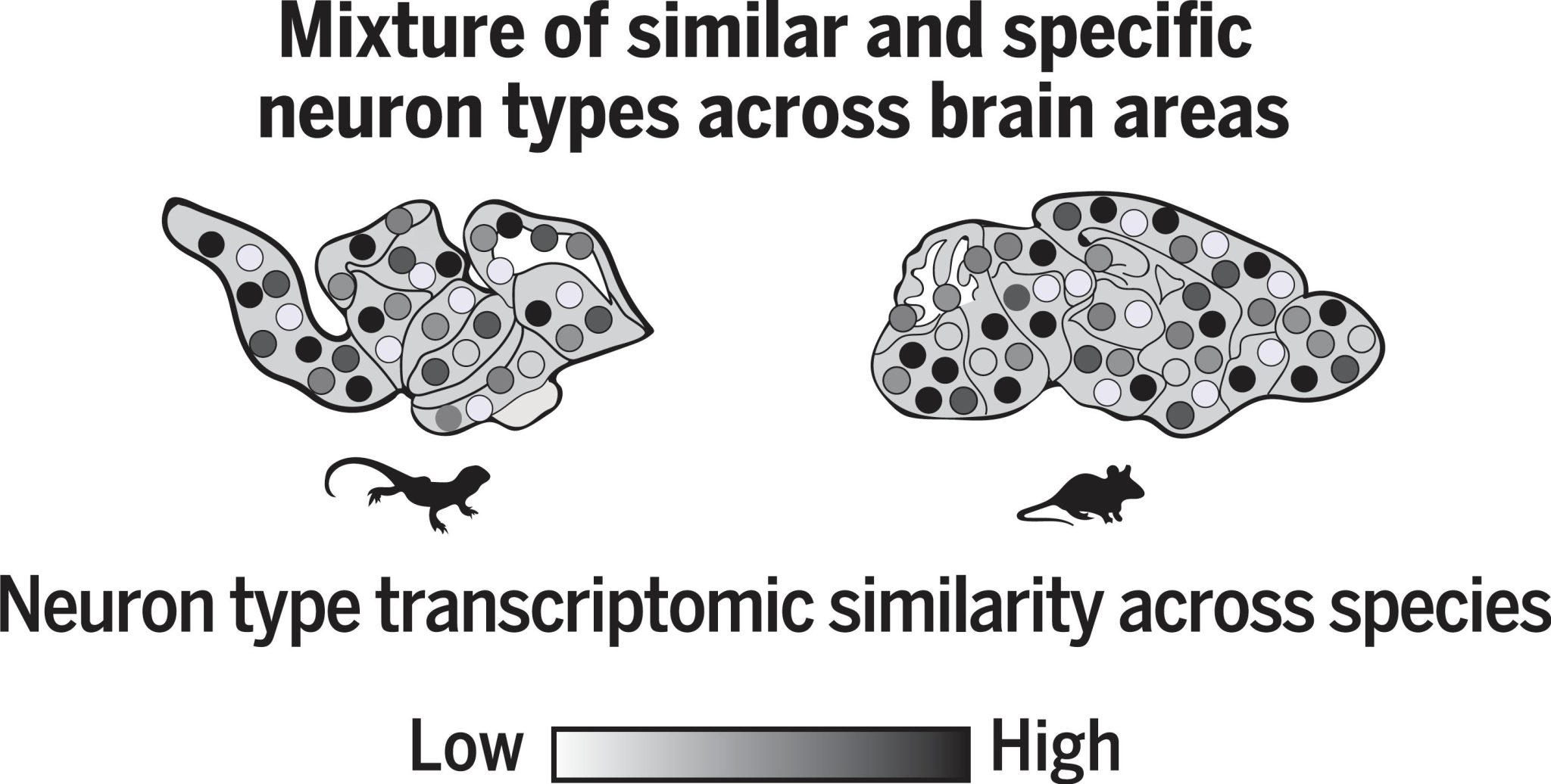 Atlas of Australian Dragon Brain Reveals Secrets of Brain Evolution