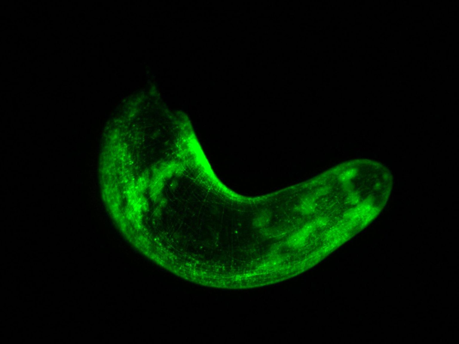 Harvard Scientists Study Worms That Glow in the Dark To Learn the ...