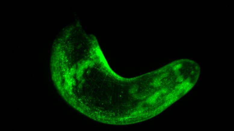 Genetic Code of ‘Devil Worm,’ Discovered One Mile Underground, Offers ...