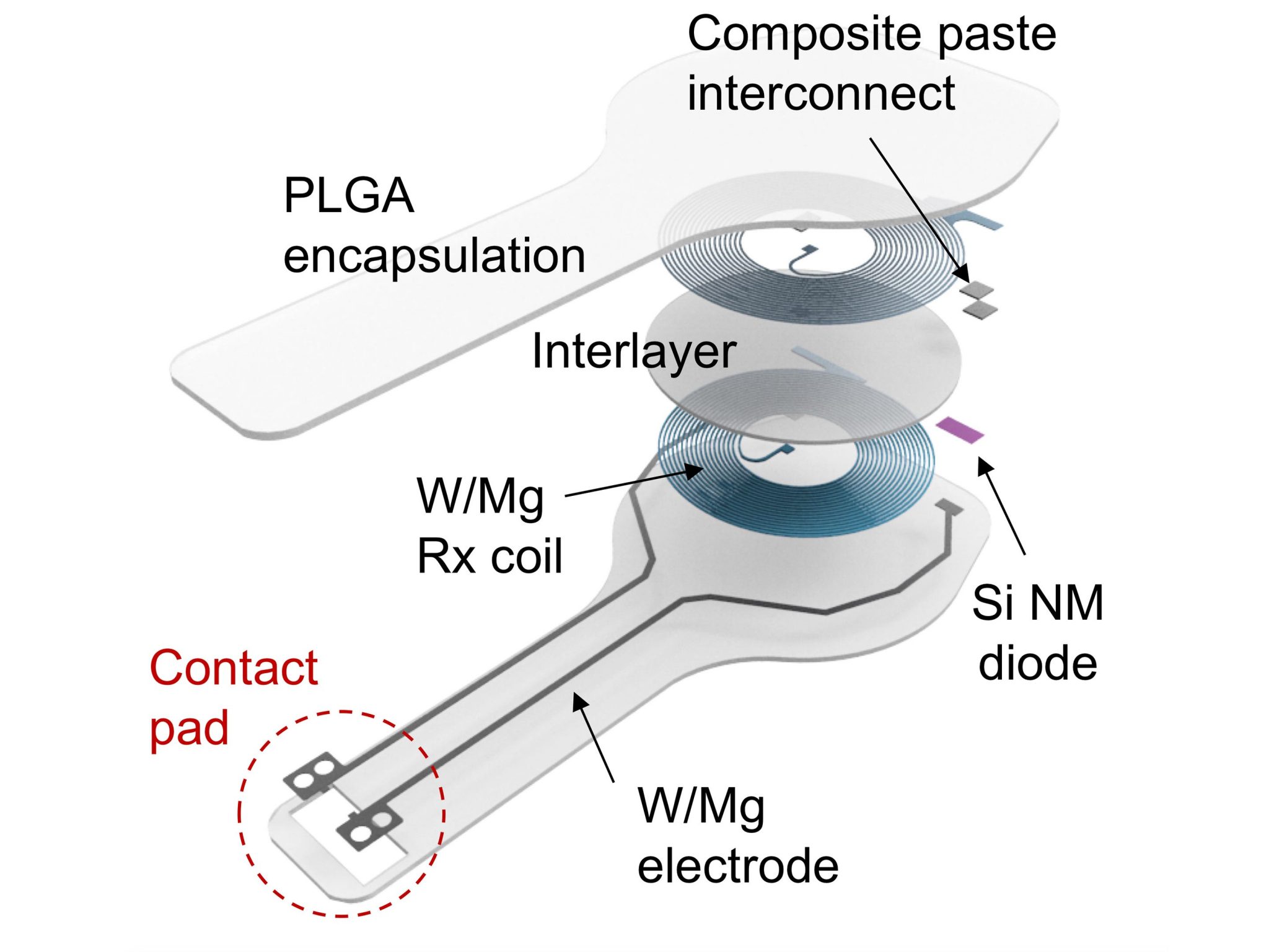 First-Ever Transient Pacemaker Harmlessly Dissolves in Body ...