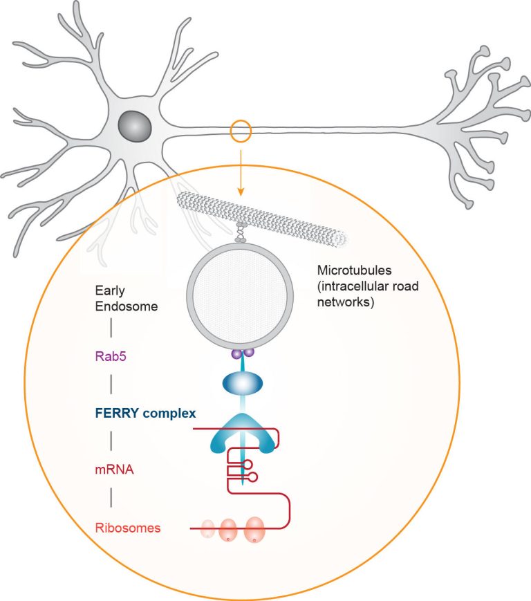 Neuroscience Breakthrough: Missing Link Explains mRNA Delivery in Brain ...