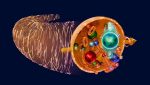 Revolutionary Calculations Unveil the Hidden Motion of Quarks Inside ...