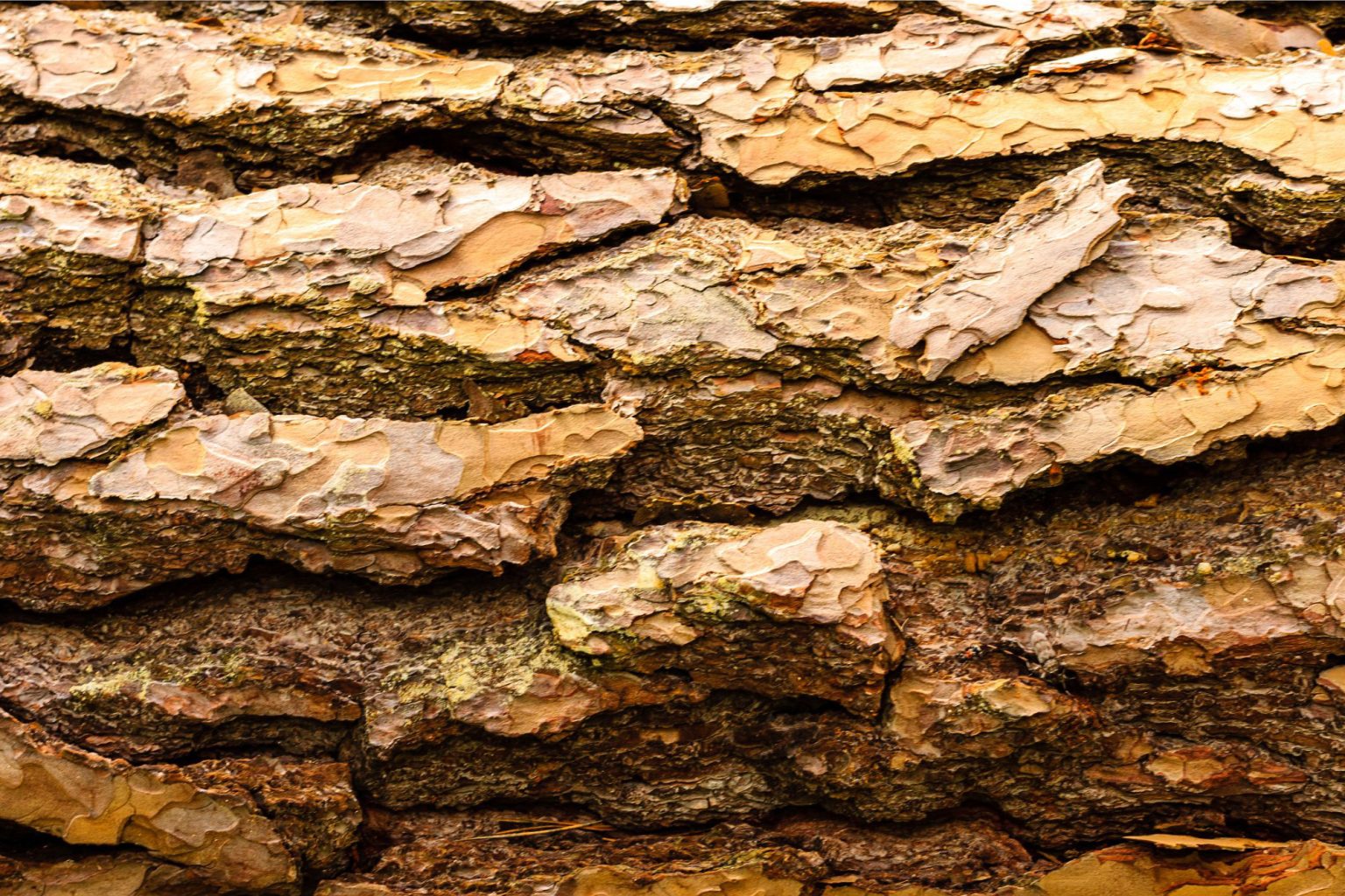 Climate Change Surprise: Trees Remove Methane From the Air