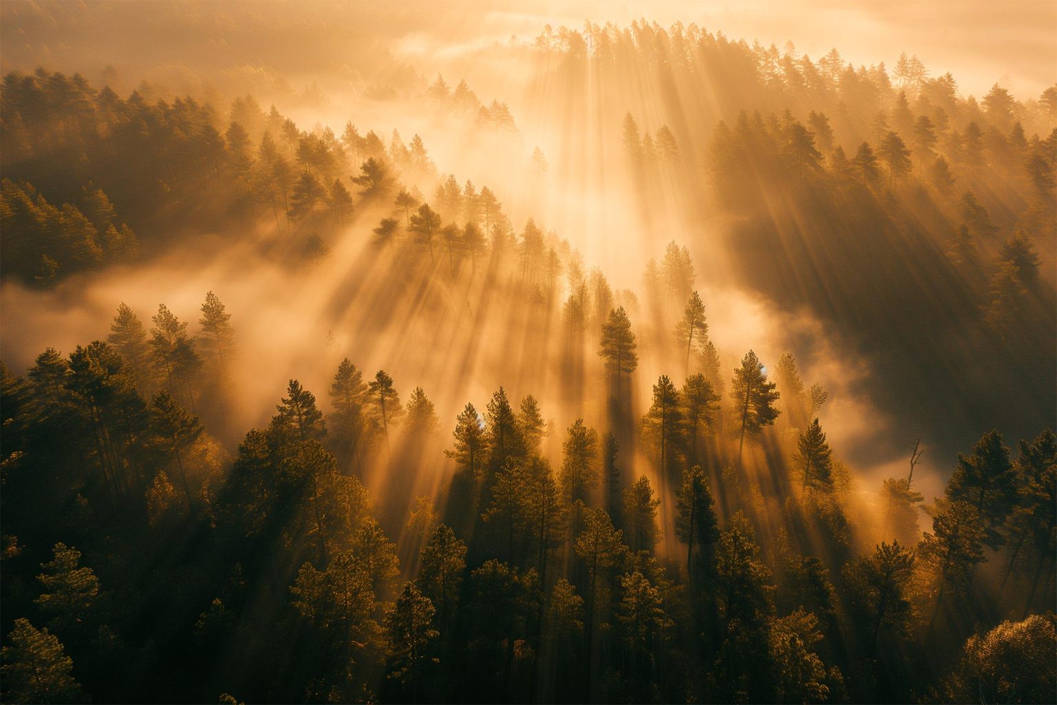 Climate Change Is Causing Trees To Struggle To “Breathe”