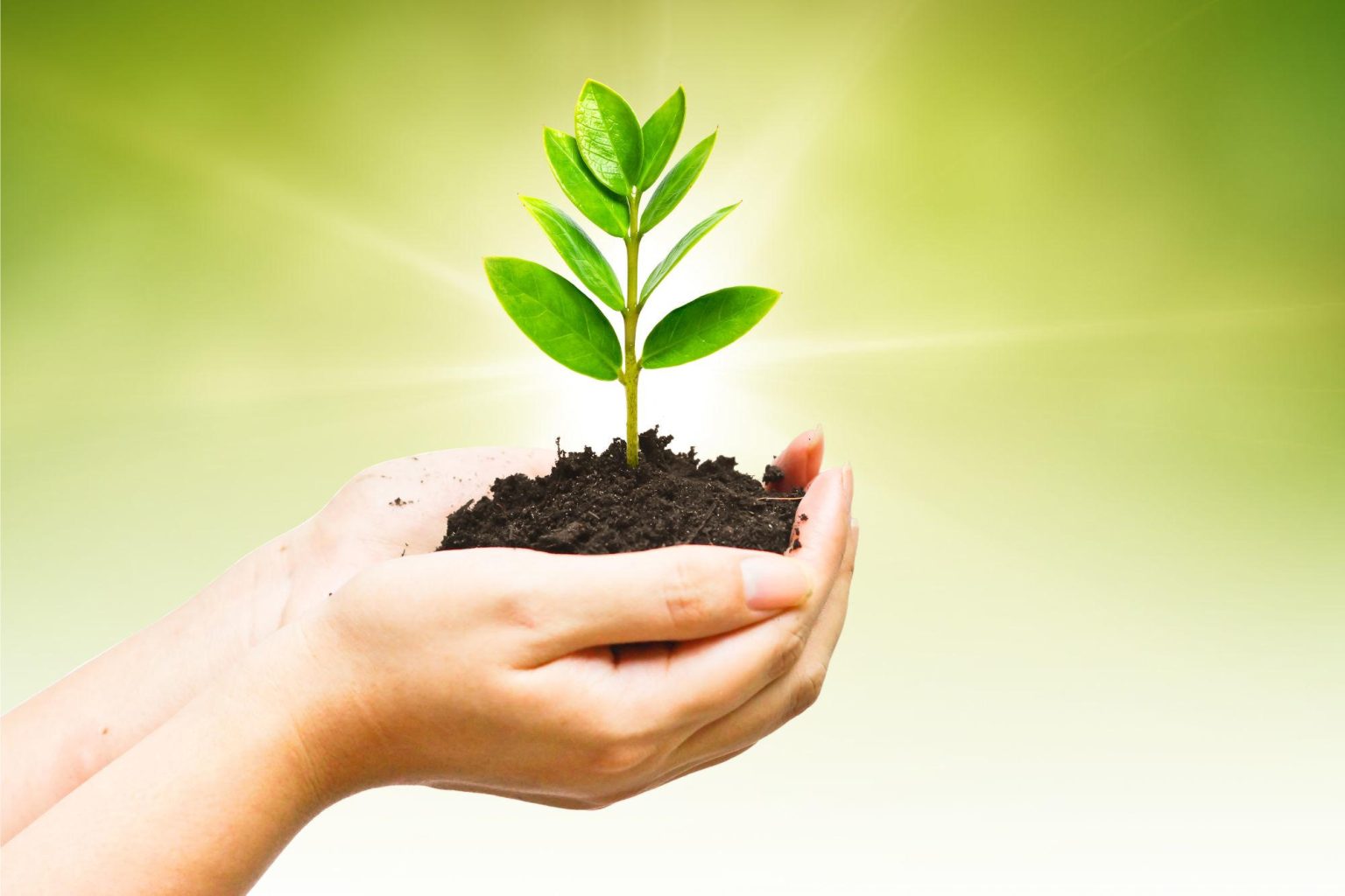 Exciting New Research: Planting Trees Can Save Lives