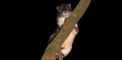 Listen to the Strange “Singing” of a Possible New Species of Mammal ...