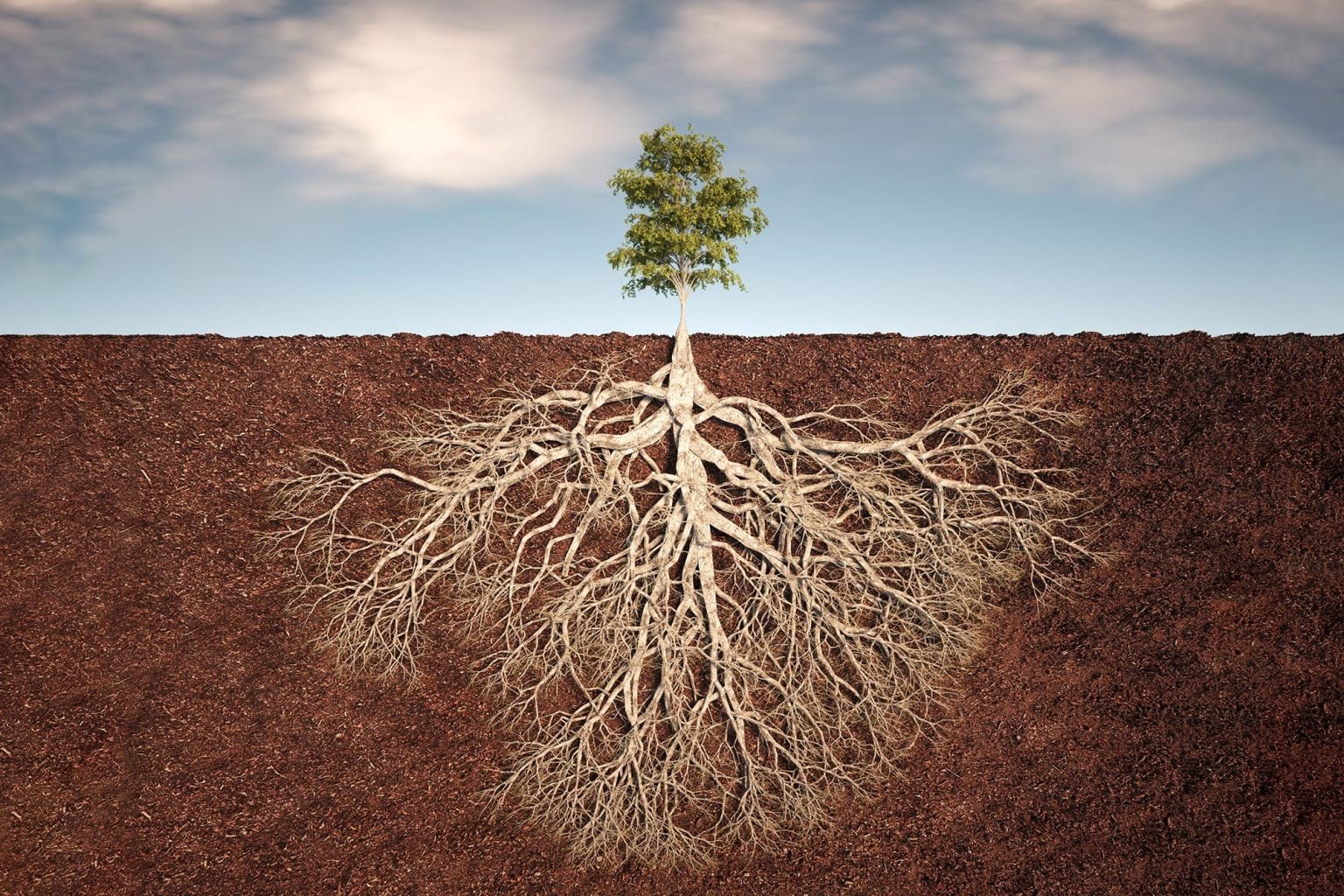 Plants Grow Hidden Second Root System – And It’s Helping Fight Climate ...