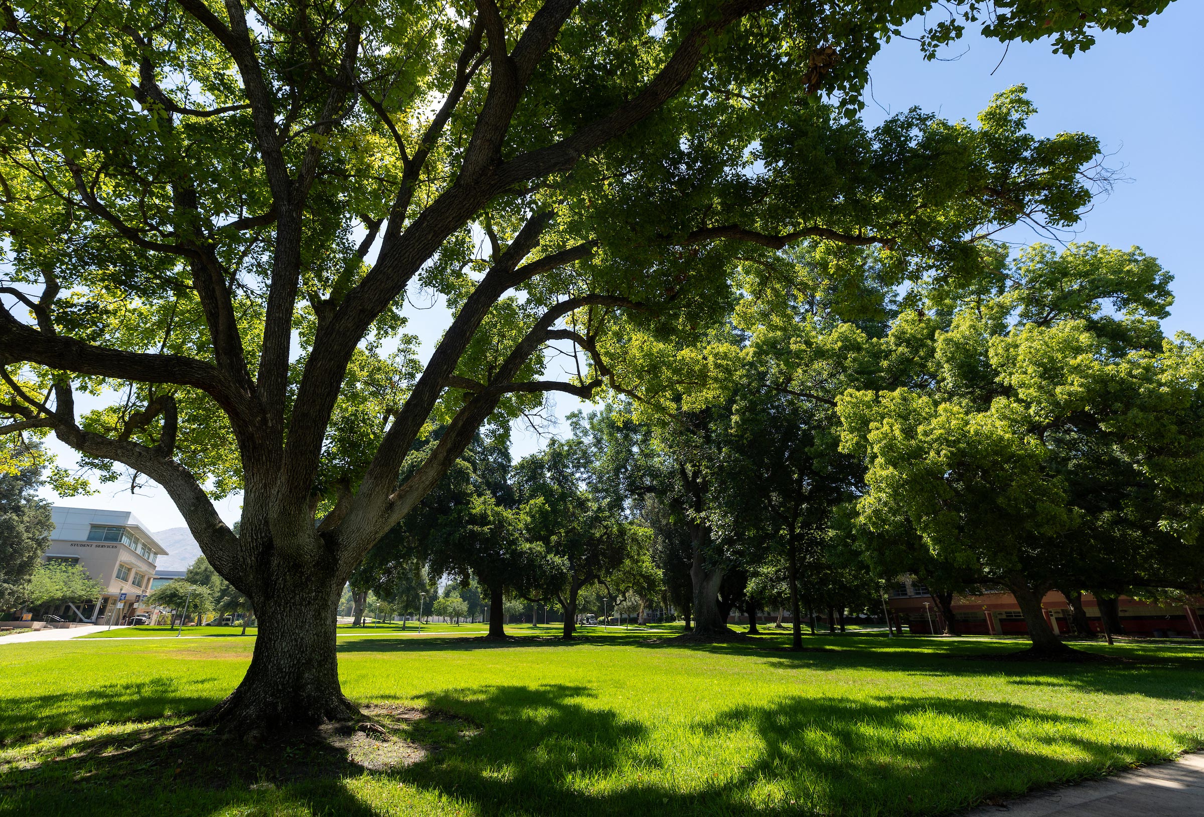 Want to Cool the Planet? Plant Trees Here