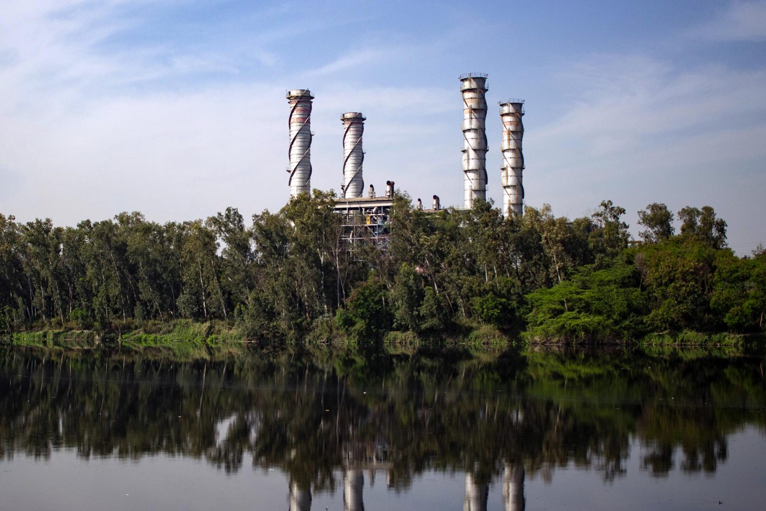 Study Finds Which Trees Are Best in the Fight Against Air Pollution