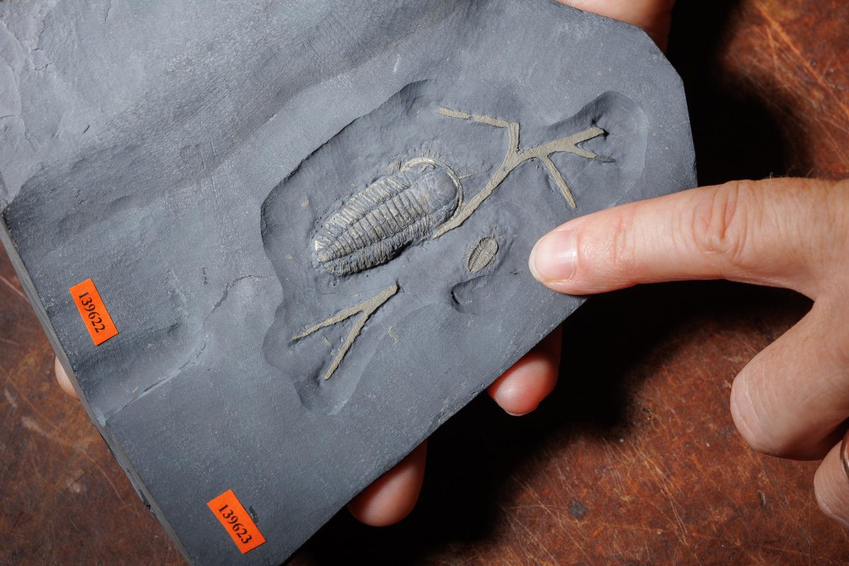 Unexpected Appendages Found in Trilobite Fossils Challenge Old Theories