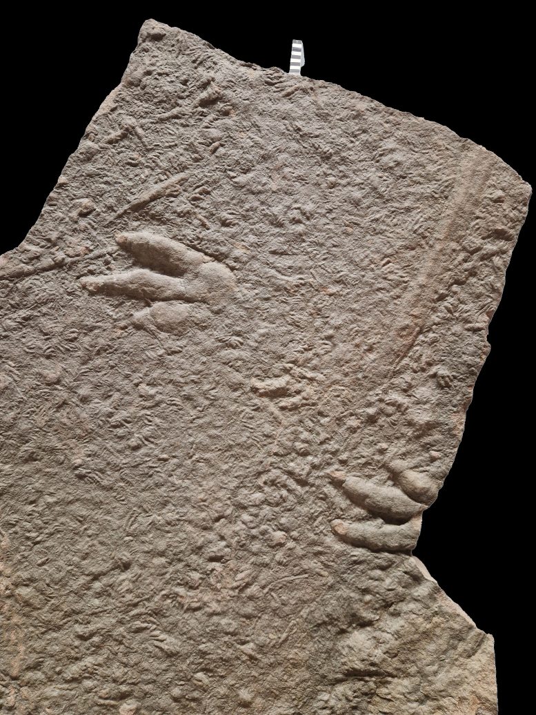 252-Million-Year-Old Fossils Reveal Secrets of Triassic Life