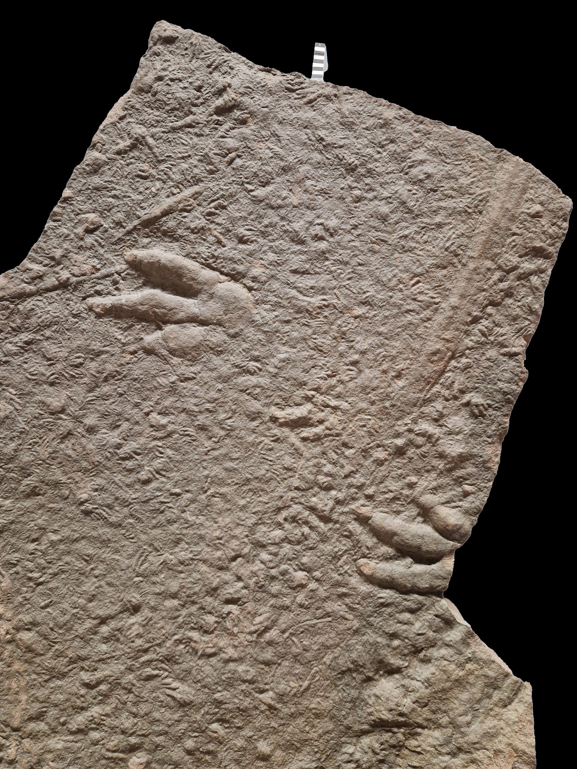 252-Million-Year-Old Fossils Reveal Secrets of Triassic Life