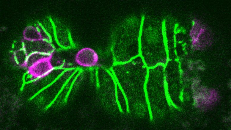 Beyond the Mythical “Average” Cell – A New Framework for Understanding ...