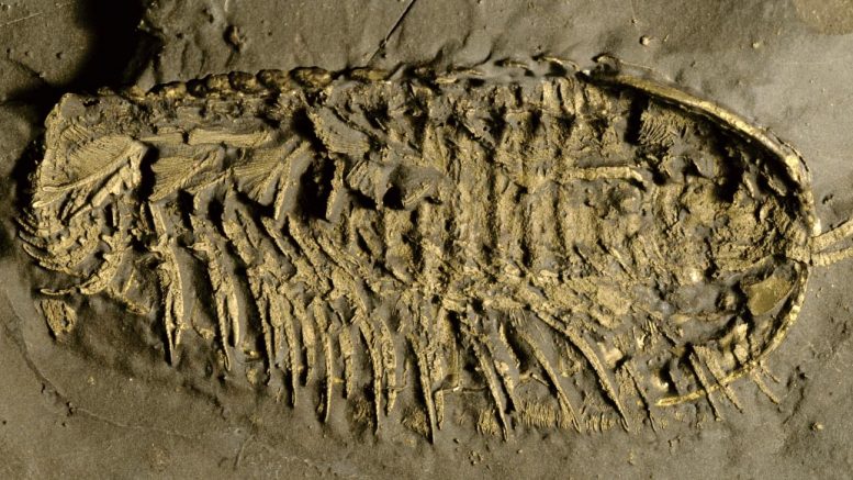 New Insight Into the Evolution of Sight From 54 Million Year-Old Fossil