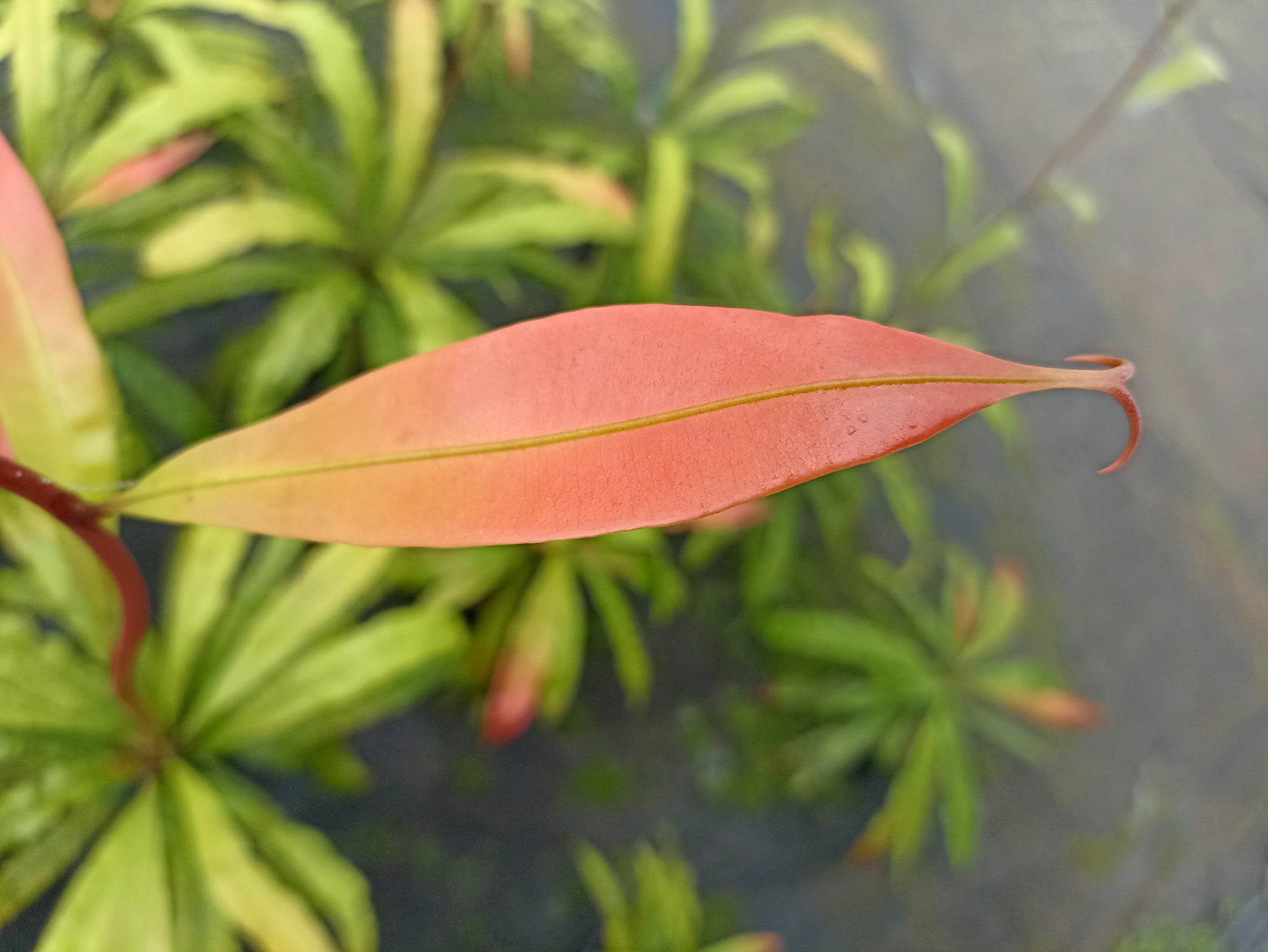 Scientists Shed New Light on Triphyophyllum peltatum – A Unique Plant ...