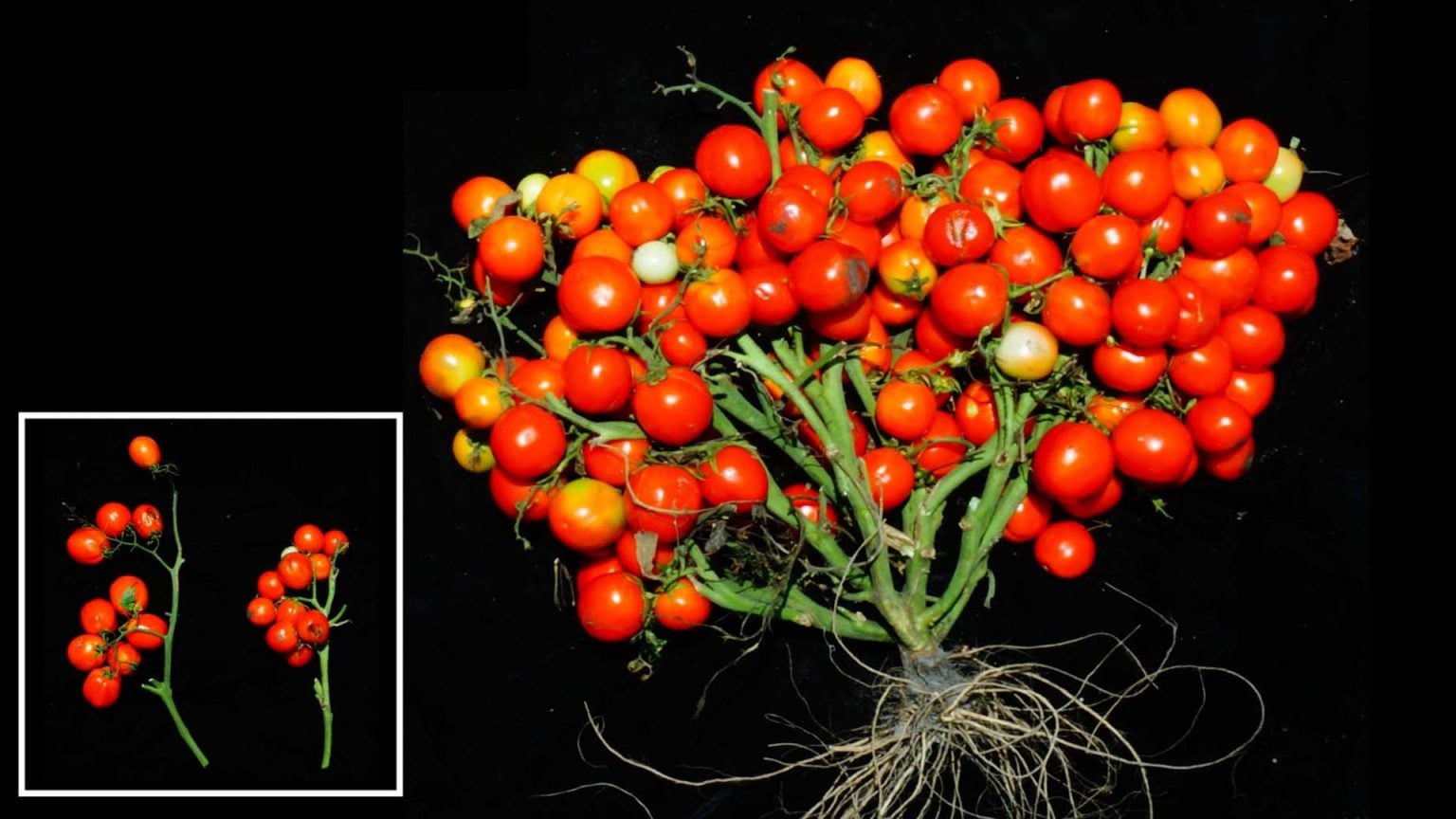 The Tomato Genomics Consortium Sequences the Tomato Genome