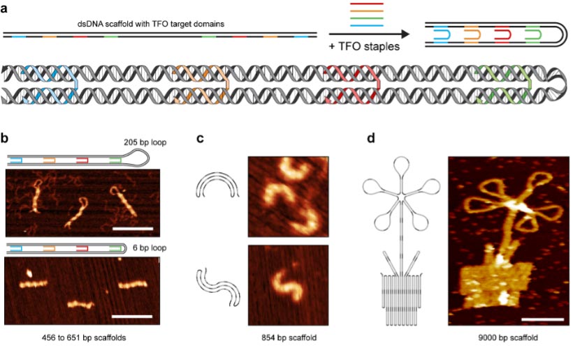 Triplex Origami: A Game-Changer in Gene Therapy and DNA Nanotechnology