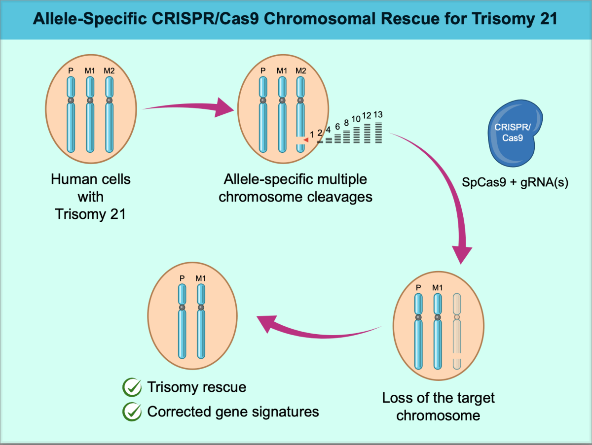 CRISPR Snips Away Extra Chromosomes, Offering New Hope for Down ...