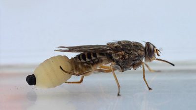 A Mother’s Age and Diet Influences Offspring Health – Shown in Research ...