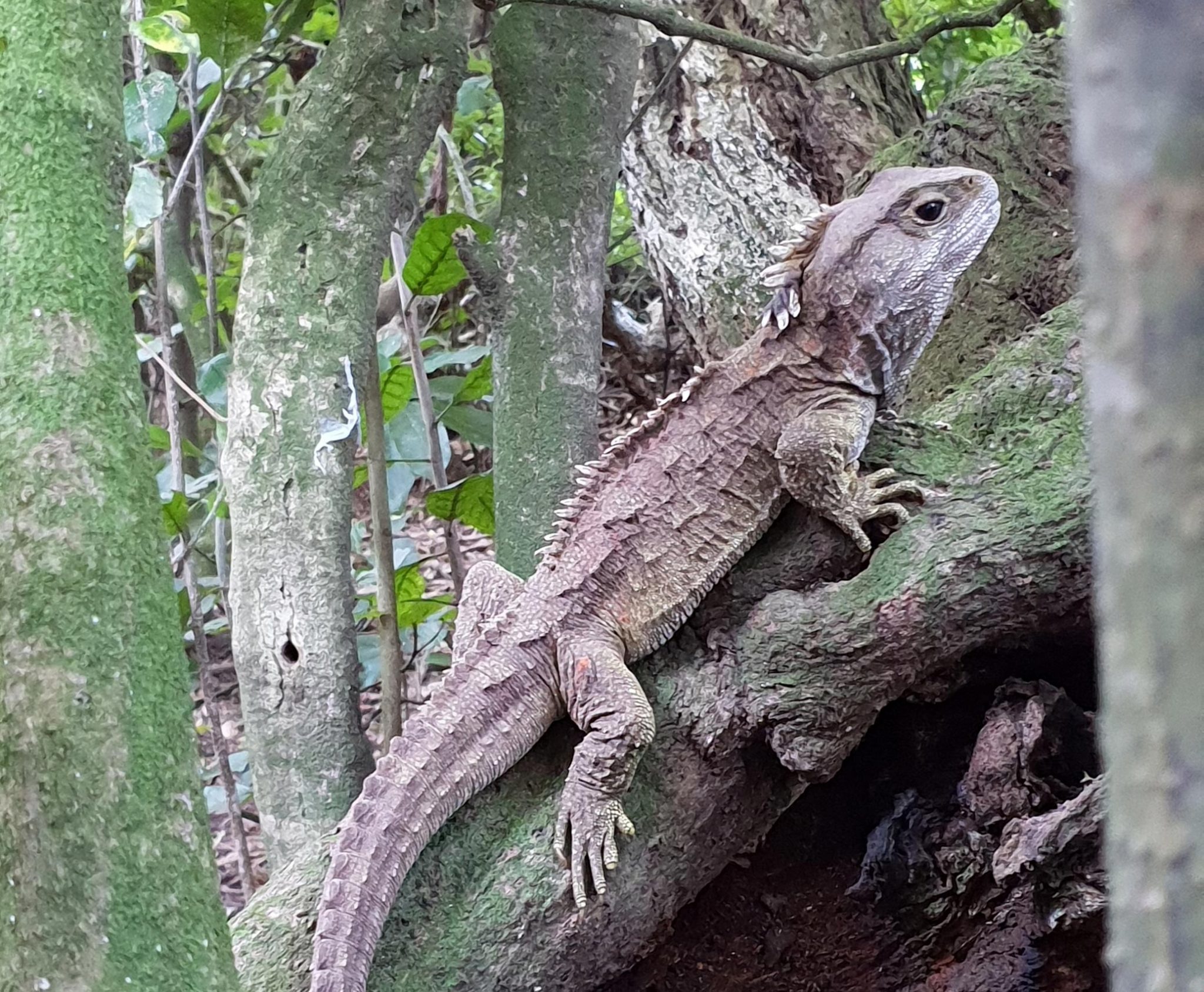 Rare Dragon DNA: Sequencing the Genome of an Ancient Reptile