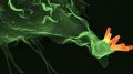 VPM1002 Tuberculosis Vaccine in Phase II Trial