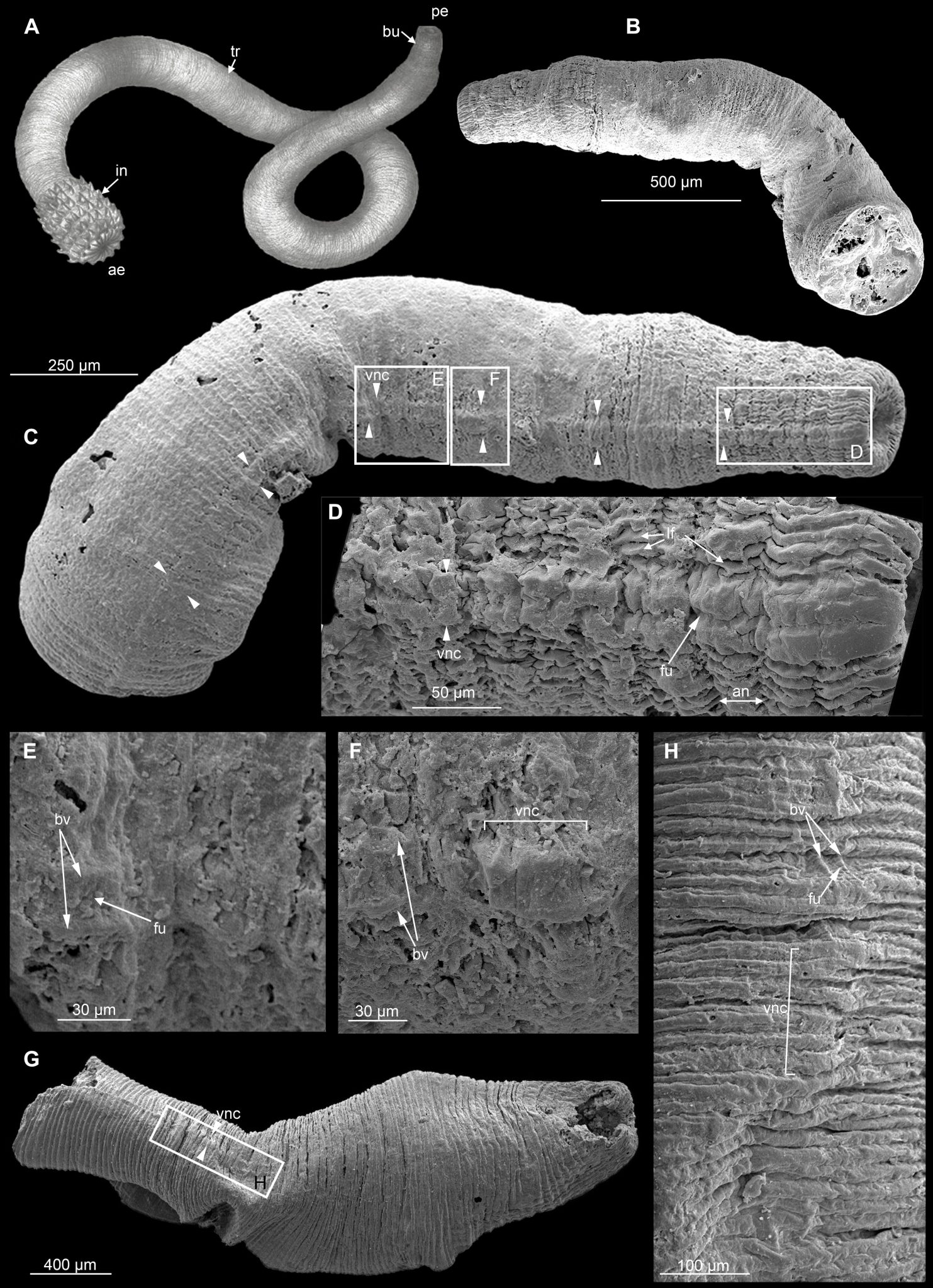 Unraveling a 500-Million-Year Mystery: Scientists Reveal Ancient ...
