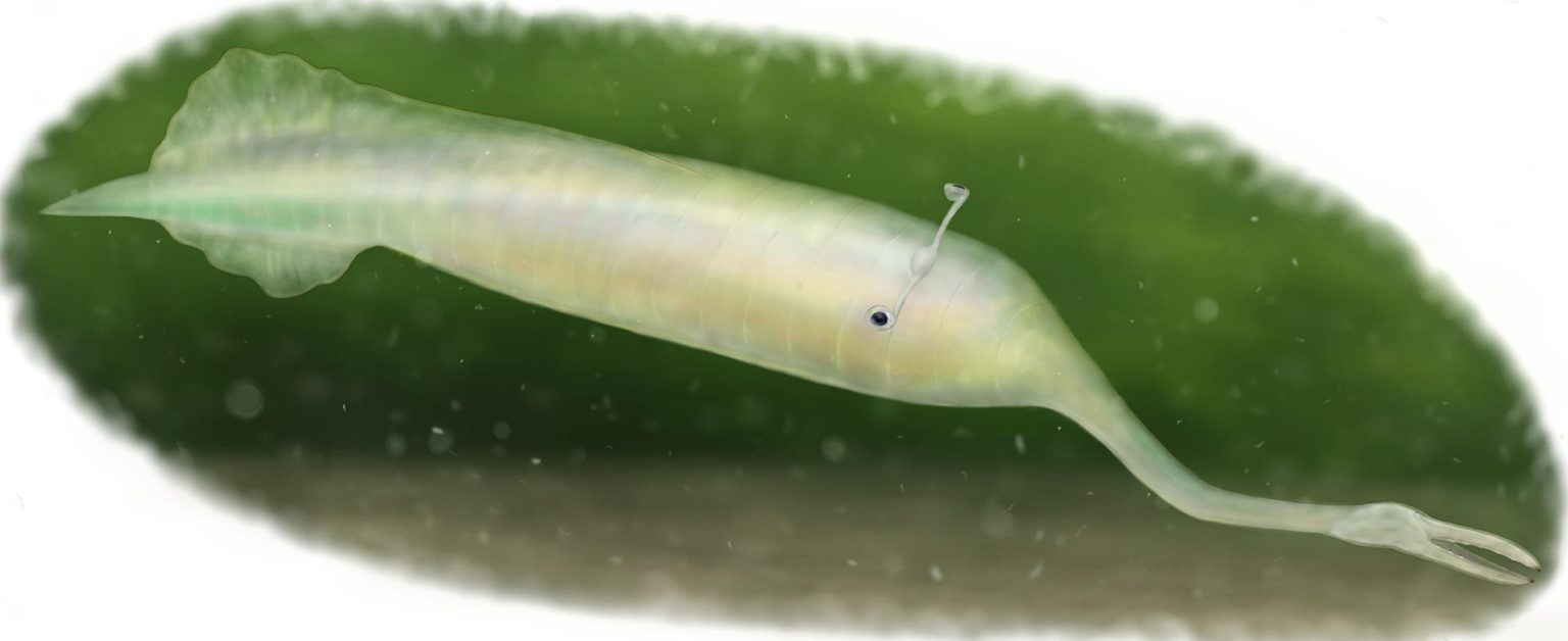 The Bizarre Tully Monster Mystery: Solved at Last?