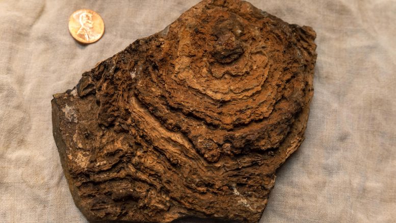 Stromatolites – Fossils of Earliest Life on Earth – May Owe Their Very ...