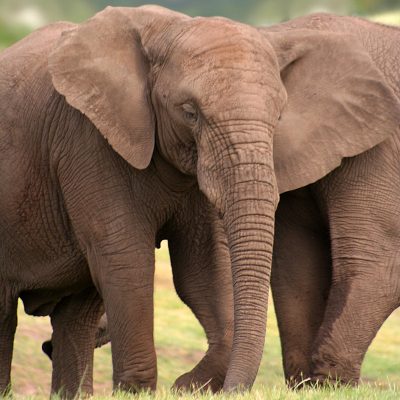 Intense Ivory Poaching Leads to Rapid Evolution of Tuskless African ...