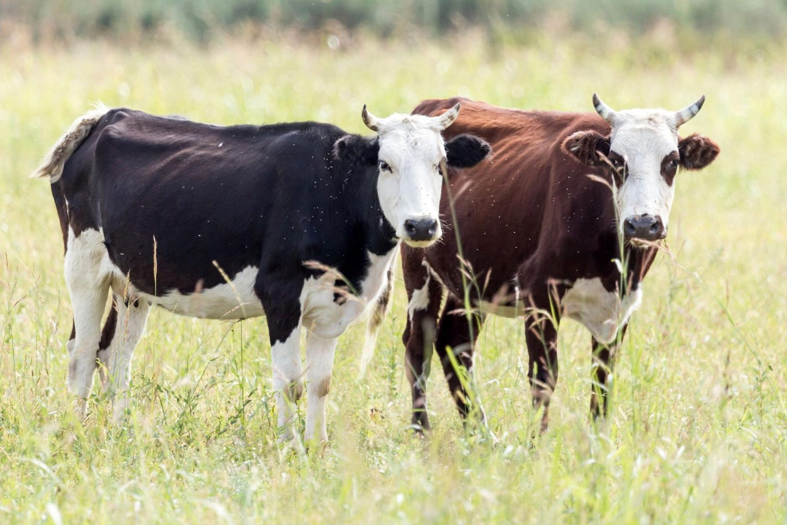 Microbes in Cow Stomachs Can Break Down Plastic – Sustainable Way to ...