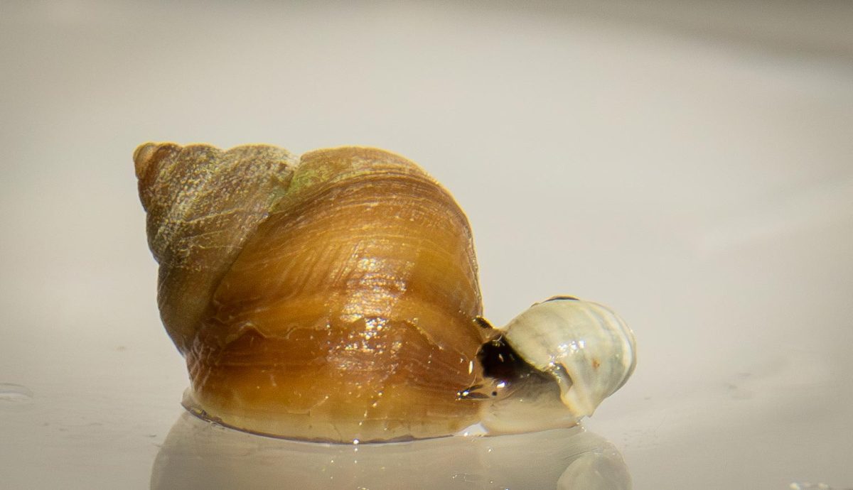 Evolution at Lightning Speed: Witnessing Astonishing Snail ...