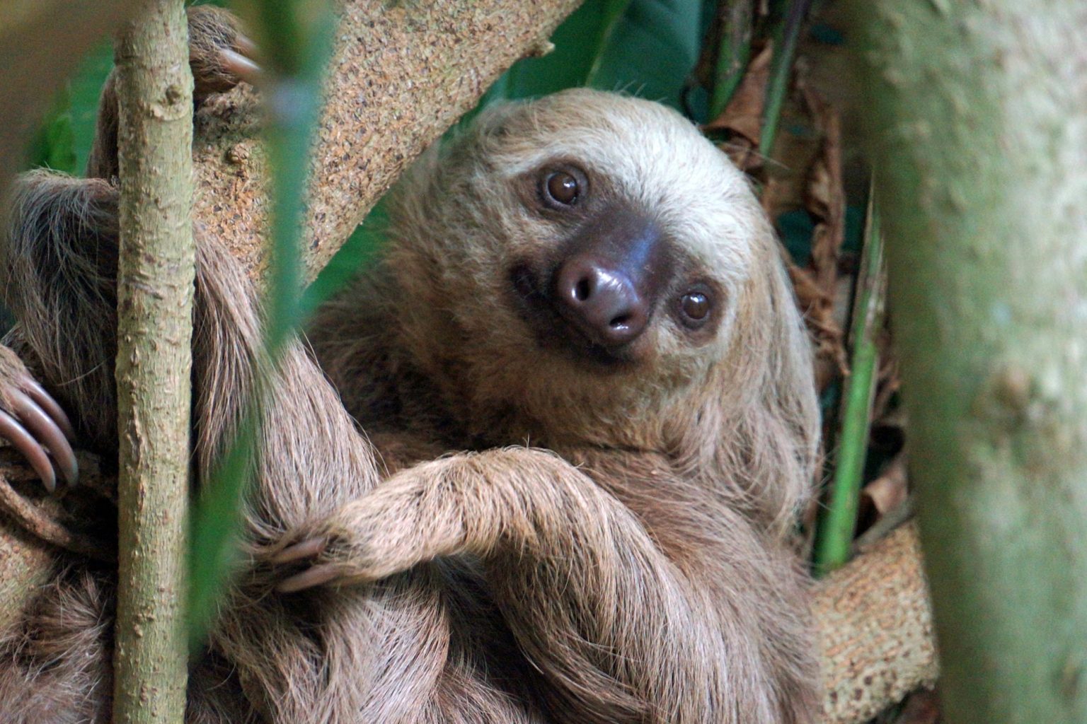 The Looming Threat: Are Sloths Too Slow to Outrun Climate Change?