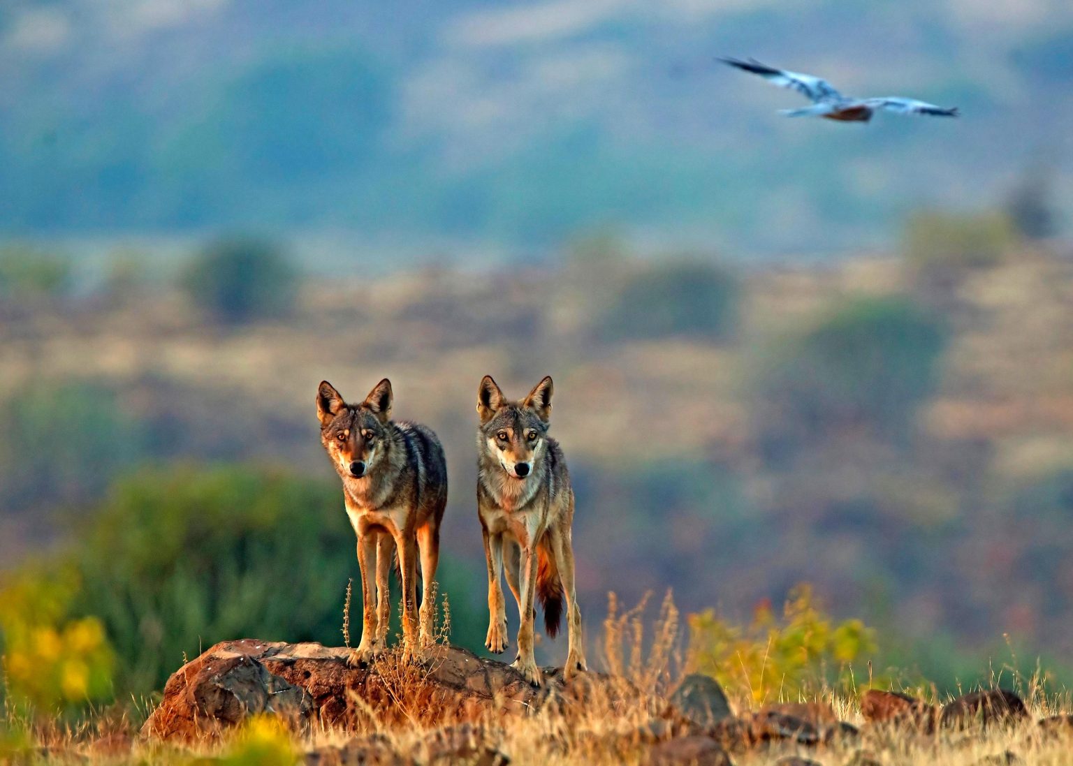 An Ancient Lineage: Indian Wolf Among World’s Most Endangered and ...