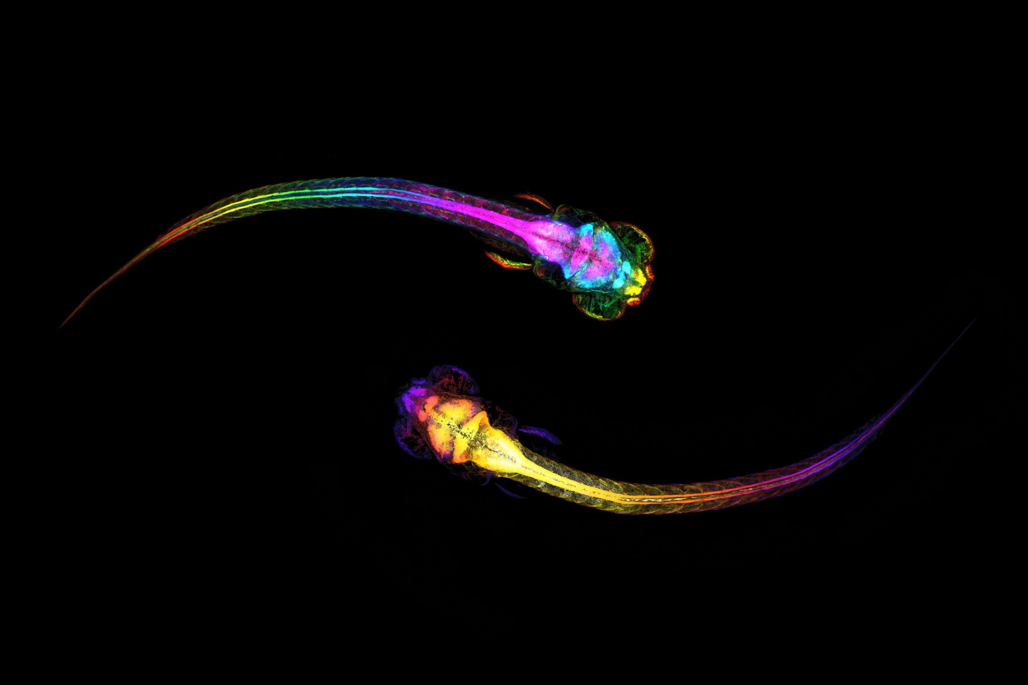 Scientists Found a Hidden Brain Signal That Predicts Social Behavior