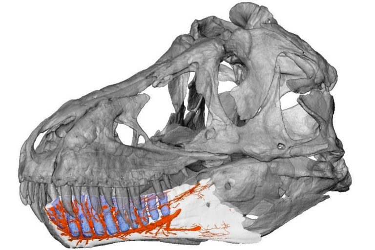 T. Rex’s Huge Jaw Had Nerve Sensors To Make It an Even More Fearsome ...