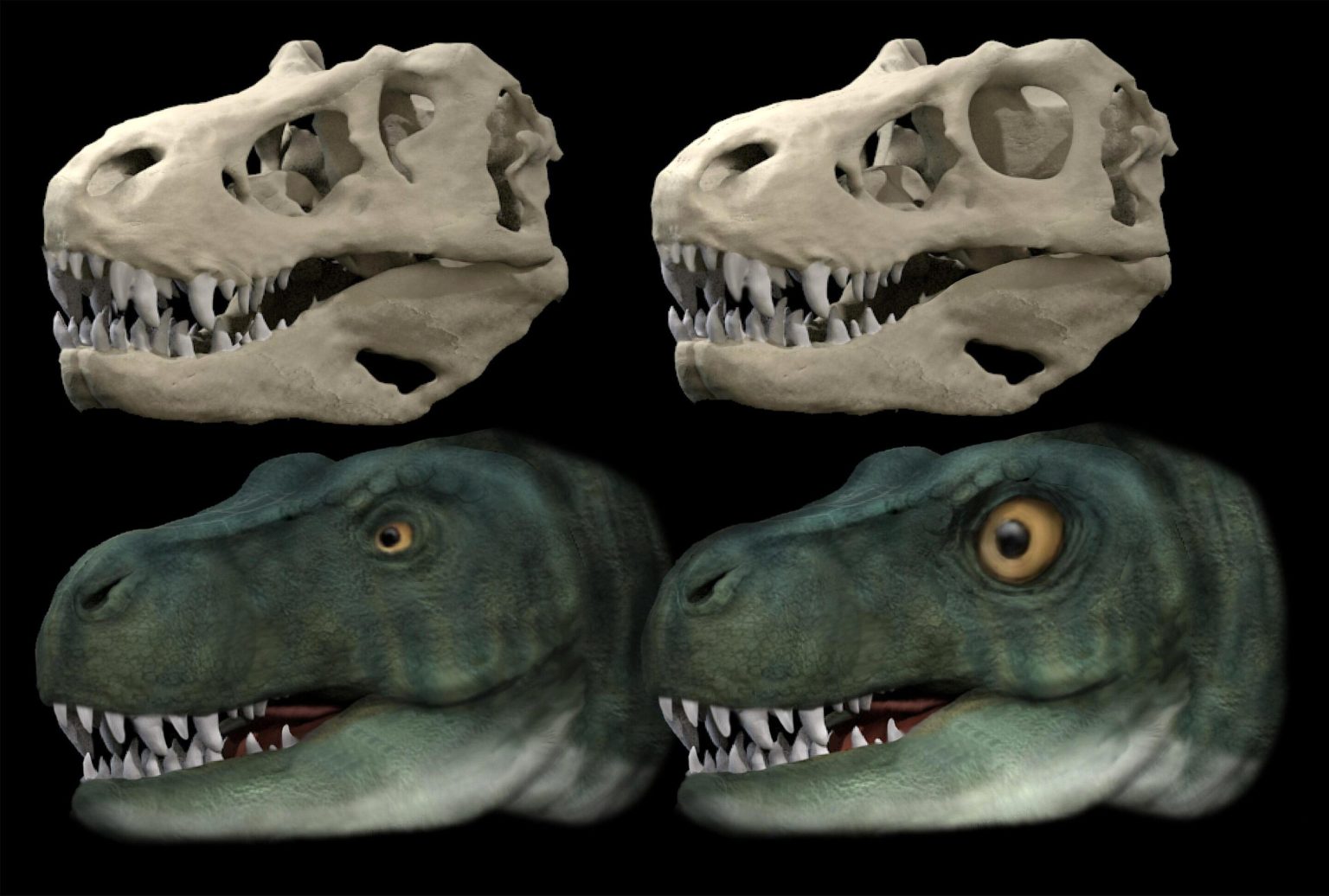 Large Dinosaur Predators – Such As T. rex – Evolved Different Eye ...