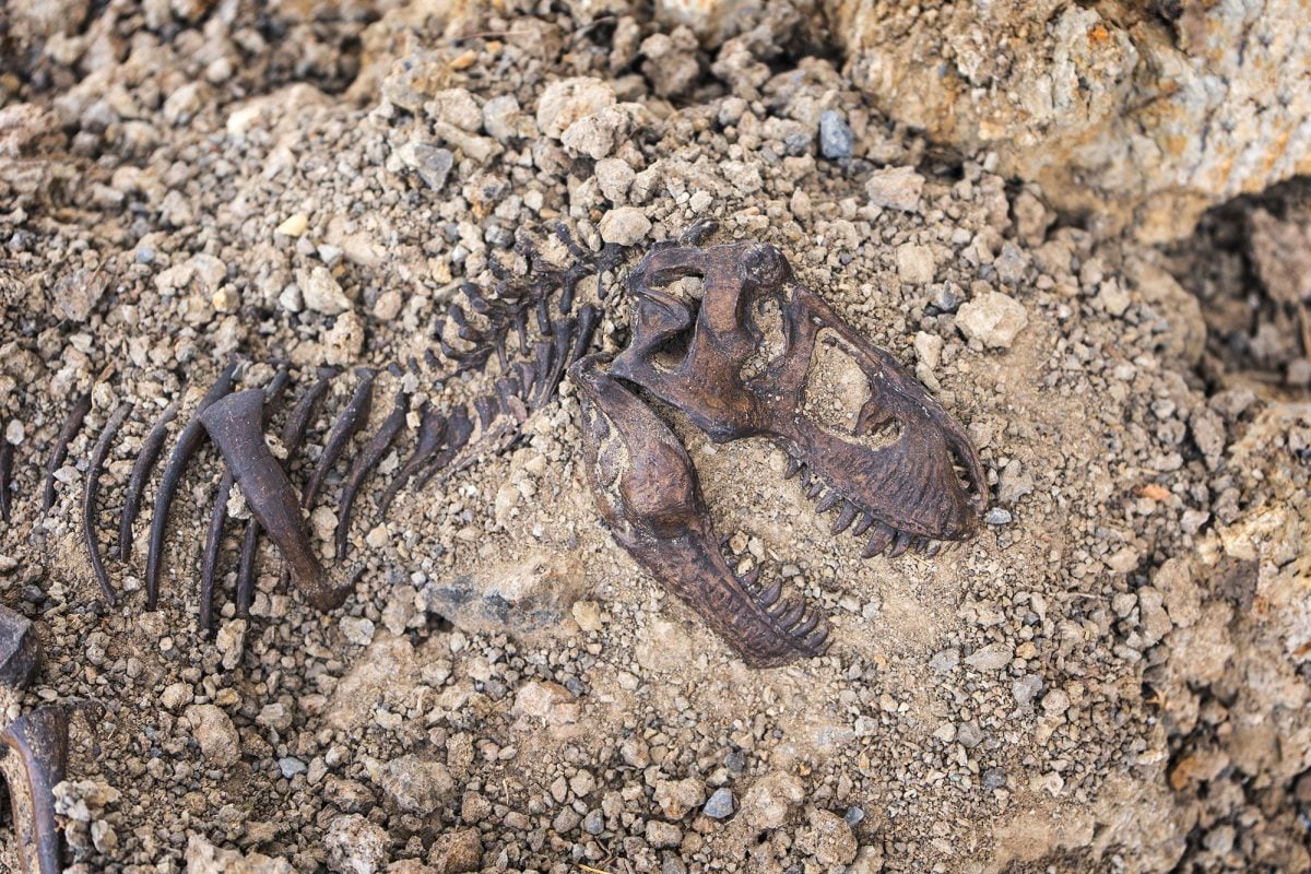 Blood Vessels Found in T. rex Bones Rewrite What We Know About Dinosaurs