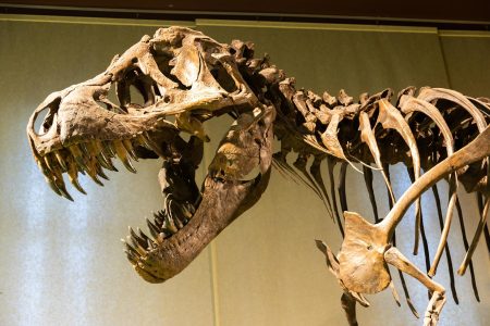 Collagen Clues: How Dinosaur Bones Defy Scientific Expectations of Decay
